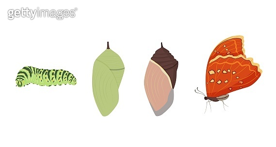 Set of various cartoon butterfly transformation vector graphic ...