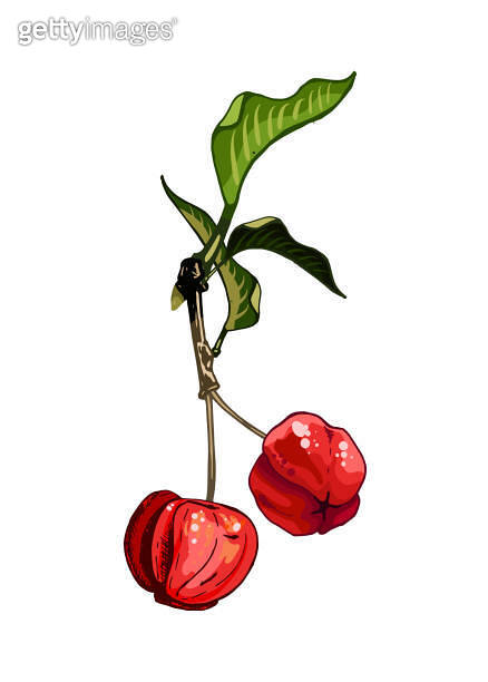 Whole barbados cherries. Vector flat color illustration (1282204953 ...