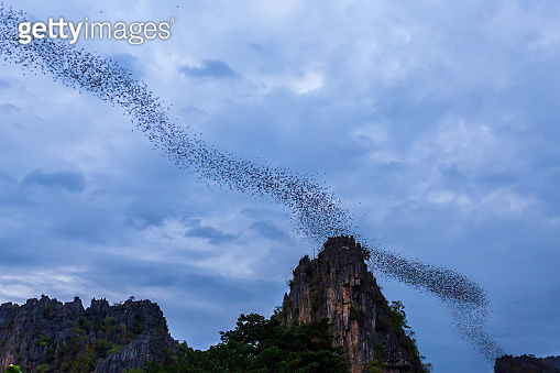A bat herd is flying for food with twilight sky at evening view in Noen ...