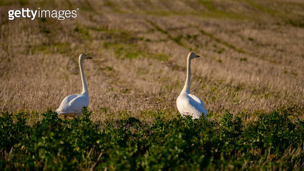 Wild northern swans on green agriculture field during colourful sunset ...