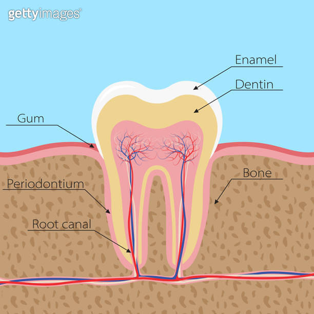 Structure of the human tooth. The tooth is incised in the gum, with ...