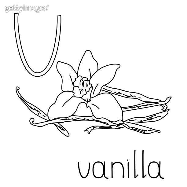 Coloring page fruit and vegetable ABC, Letter V - vanilla, educated ...
