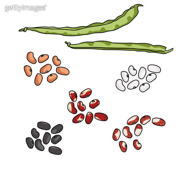 Green haricot bean pods and seed variants of various varieties and ...