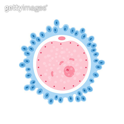 Egg cell anatomy 이미지 (1263724415) - 게티이미지뱅크