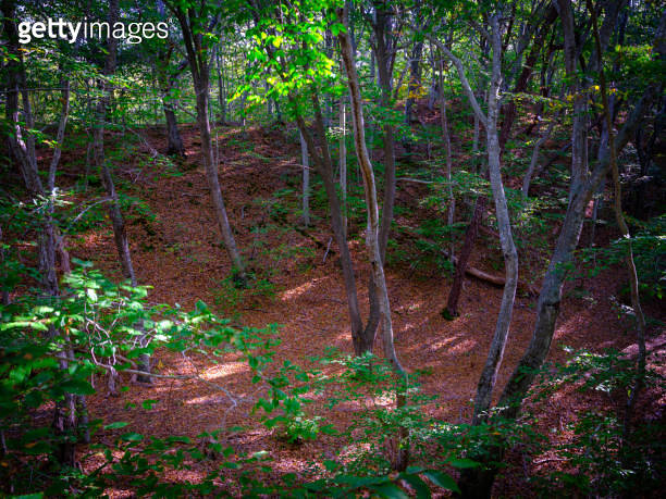 Peaceful forest place with young and old beech trees on Cape Cod in ...