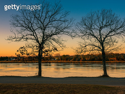 Two Barren Oak Trees on the Riverbank of Cape Cod Canal (1200110787 ...