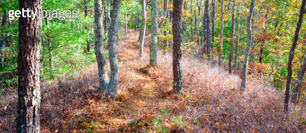 Footpath in the Glacial Moraine Trail on Cape Cod 이미지 (1284030313) - 게티 ...