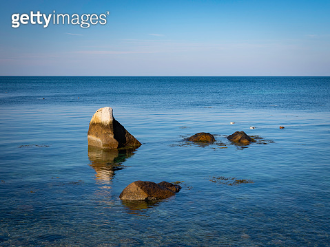 Male and female Common Eider Ducks wintering at Cape Cod Bay in ...