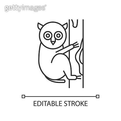 Tarsier linear icon. Tropical country animals, mammals. Exploring ...