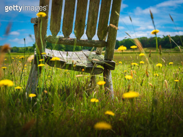 Rustic wooden bench covered with lichen and moss rear view. Yellow ...