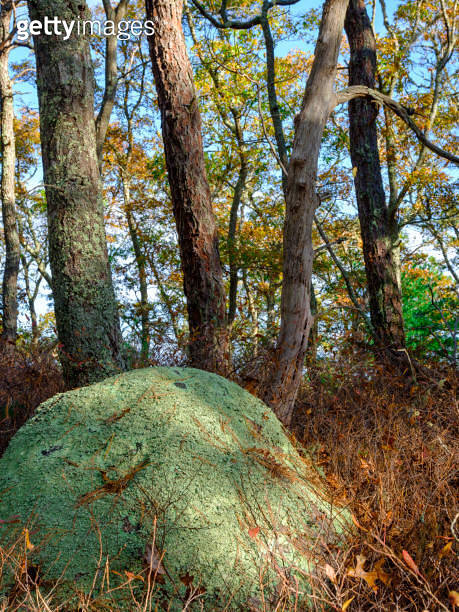 Moss and Lichen Covered Glacial Rocks on the Moraine Trail on Cape Cod ...