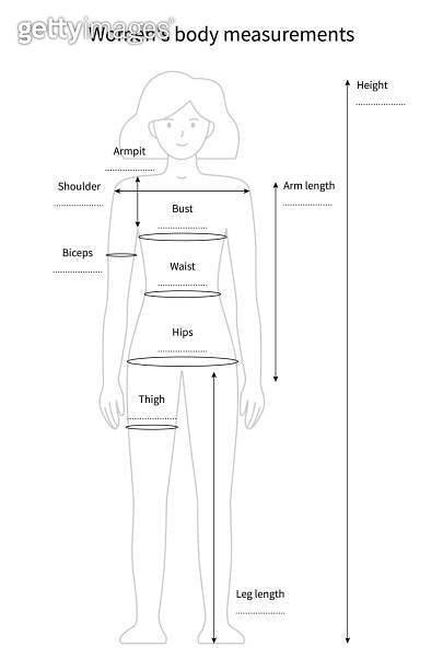 Vector outline measurements of the female body 이미지 (1272441945) - 게티이미지뱅크