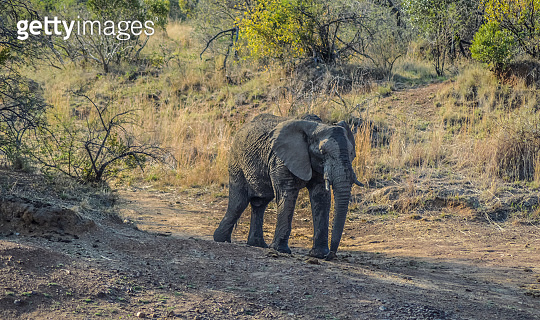 A lone male bull musth elephant showing aggressive behavior in a game ...