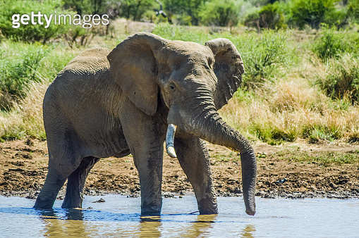 A lone male bull musth elephant showing aggressive behavior in a game ...