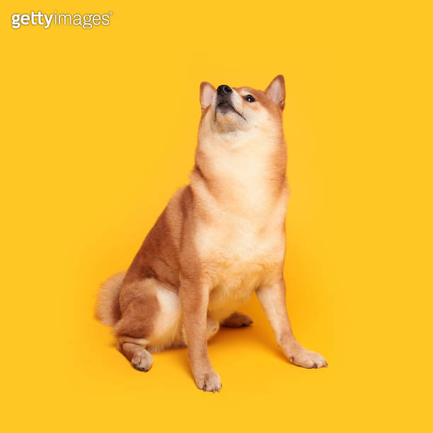 Happy shiba inu dog on yellow. Red-haired Japanese dog smile portrait ...