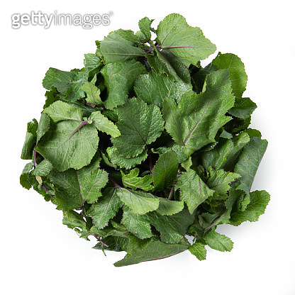 Charlock mustard, field mustard, Sinapis arvensis, senape selvatica 이미지 ...