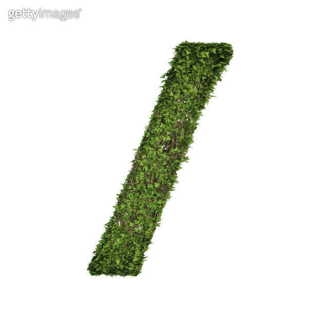 Ivy plant with leaves, green creeper bush and vines forming the slash ...