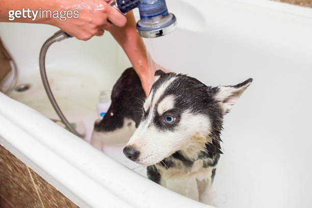 Husky puppy in the washing process with water and shampoo. Washing the ...