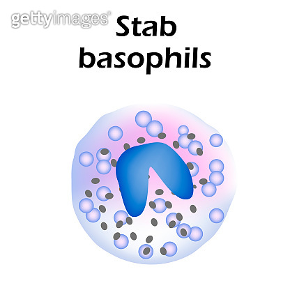 Basophils structure. Basophils blood cells. White blood cells ...