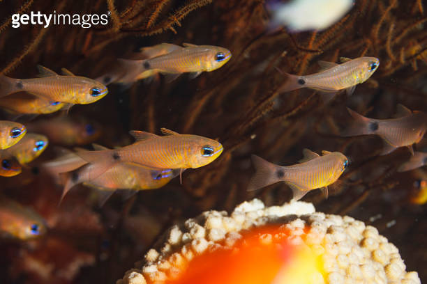 Glassfish School of fish Sea life Coral reef Underwater photo Scuba ...