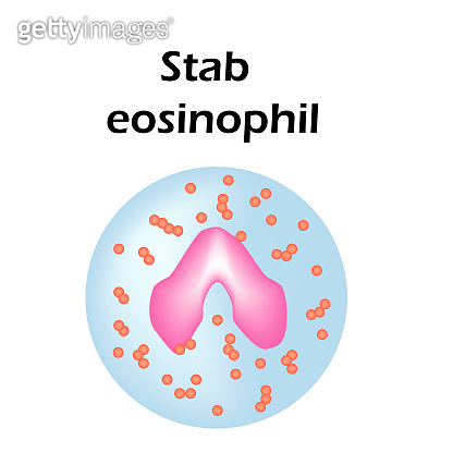Eosinophil structure. Eosinophil blood cells. White blood cells ...