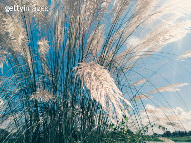 Kans grass / Saccharum spontaneum / kash phool in West Bengal 이미지 ...
