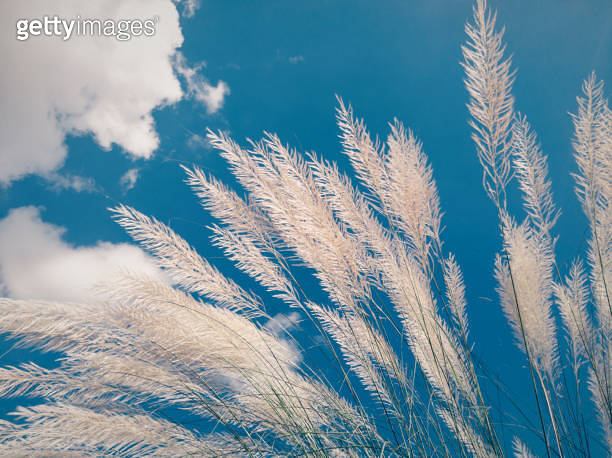 Kans grass / Saccharum spontaneum / kash phool in West Bengal ...