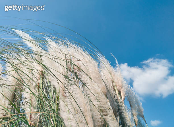 Kans grass / Saccharum spontaneum / kash phool in West Bengal ...
