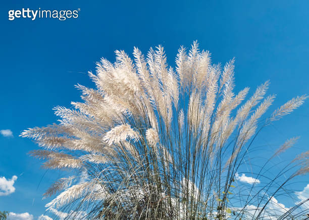 Kans grass / Saccharum spontaneum / kash phool in West Bengal ...