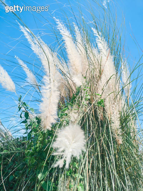 Kans grass / Saccharum spontaneum / kash phool in West Bengal ...