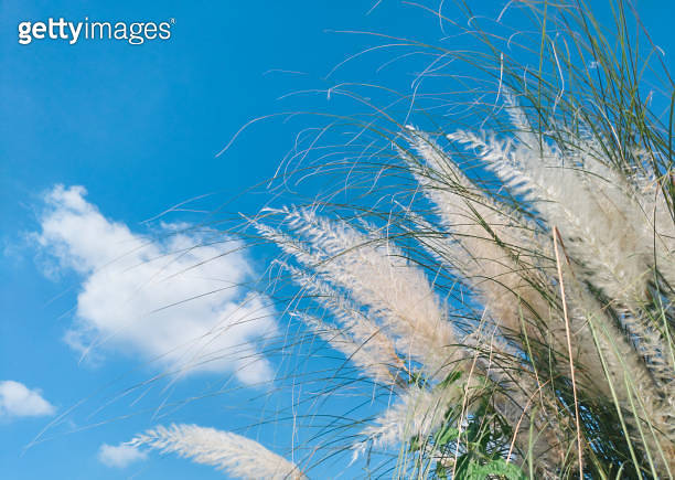 Kans grass / Saccharum spontaneum / kash phool in West Bengal 이미지 ...