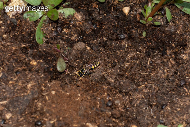 Common Beewolf wasp (Philanthus triangulum) digging a burrow ...
