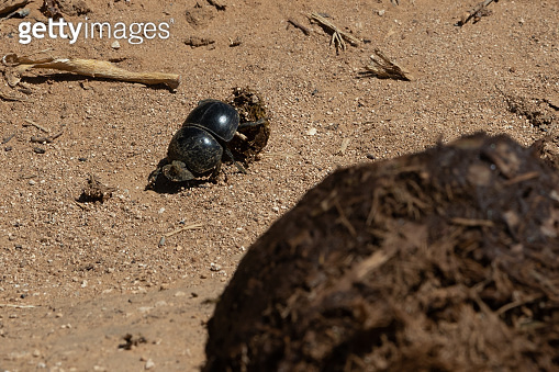 Dung beetle in the Addo Elephant National Park, near Port Elizabeth ...