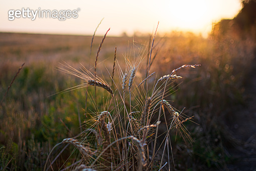 Warm spring evening with a colorful vibrant meadow during sunset. Grass ...