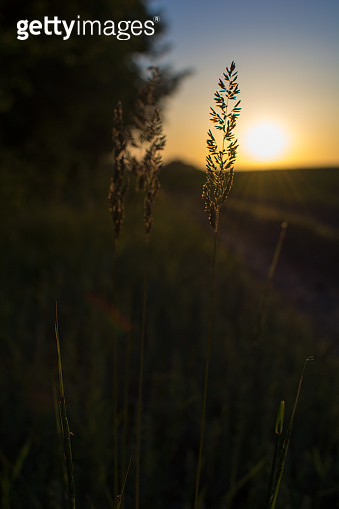 Warm spring evening with a colorful vibrant meadow during sunset. Grass ...