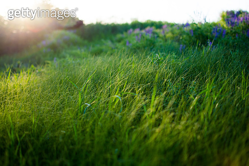 Warm spring evening with a colorful vibrant meadow during sunset. Grass ...