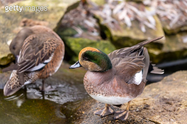 Americam wigeon. North American duck (Mareca americana), also called a ...