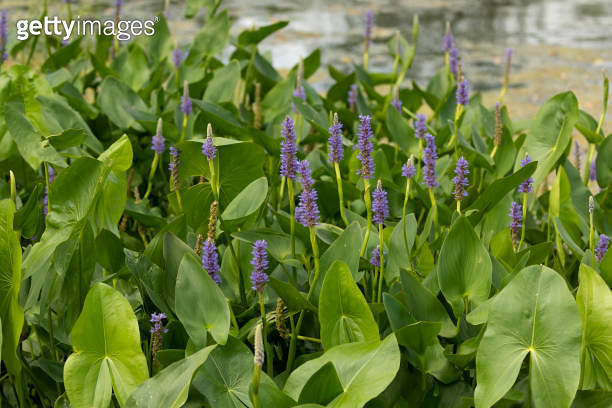 Pickerel weed flower - Pontederia cordata in native American flower ...