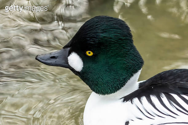 Duck. Male common goldeneye . Medium-sized duck from northern Canada ...