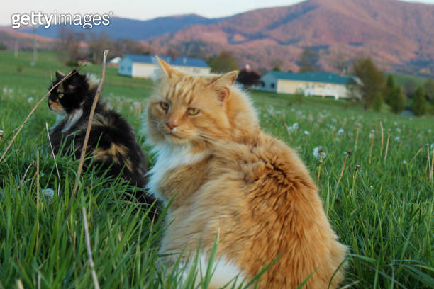 Cats in the farm field 이미지 (1220039798) - 게티이미지뱅크