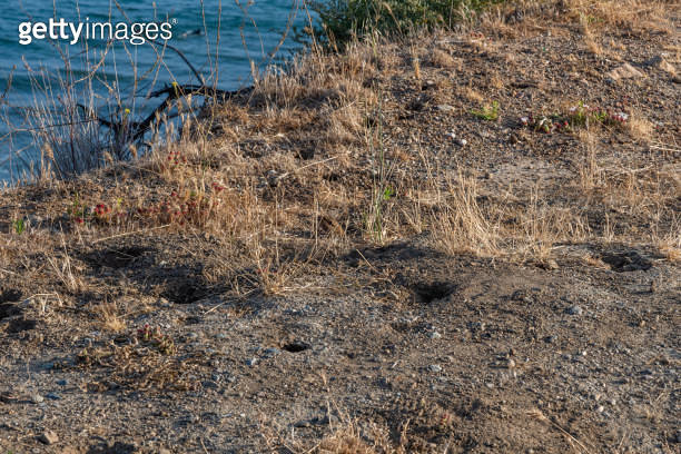 Gopher peeking out of its burrow at the Pacific coast in Malibu ...