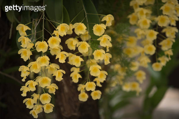 Yellow orchids Bunch of YelloW Honey fragrant orchid ( Dendrobium ...