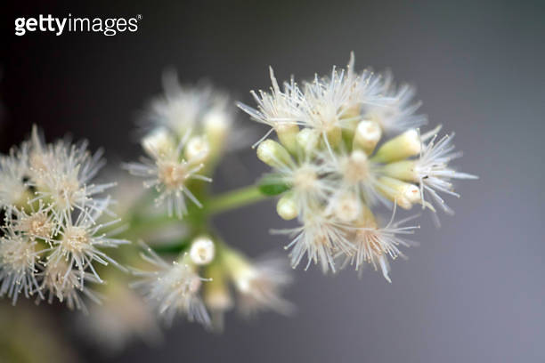 New Spring Fruit Pictures 이미지 (1219188711) - 게티이미지뱅크