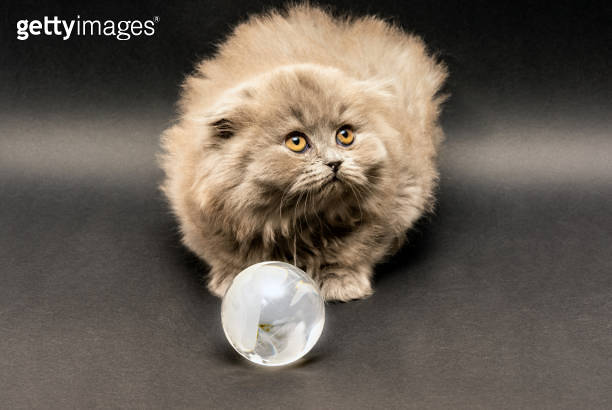 cats' immune system can save humanity 이미지 (1213709292) - 게티이미지뱅크