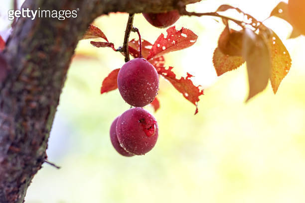 Prunus cerasifera with red foliage. Red Plum branch on sky background ...