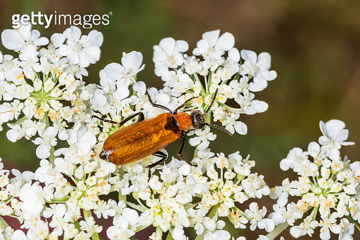 Insect by name in latin Oenas crassicornis. Oenas crassicornis beetle ...