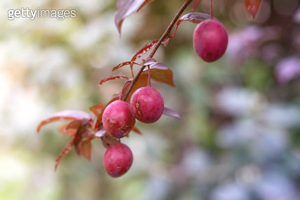 Prunus cerasifera with red foliage. Red Plum branch on sky background ...