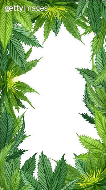 Watercolor cannabis frame. Hand drawn wild hemp plant border for ...