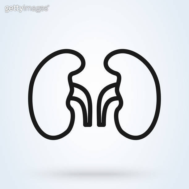 Simple kidneys line icon. Human urinary bladder system. Vector ...