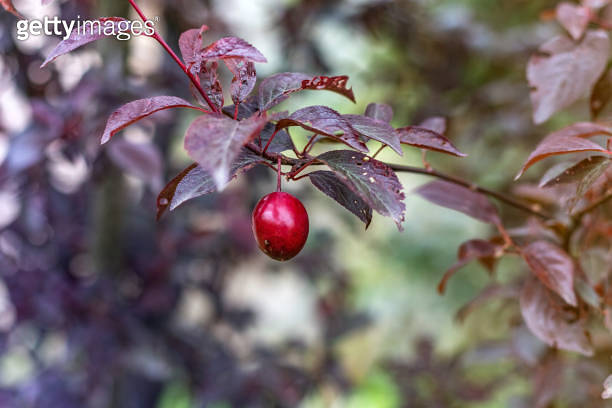Prunus cerasifera with red foliage. Red Plum branch on sky background ...